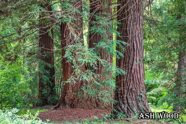 10 نوع چوب سدر ( سرو ) - فن و هنر