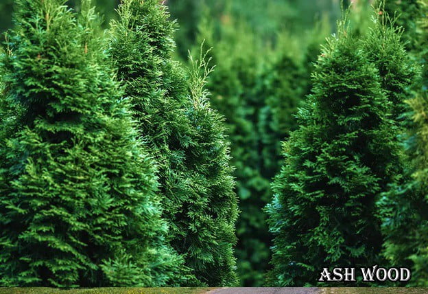 10 نوع چوب سدر ( سرو ) - فن و هنر